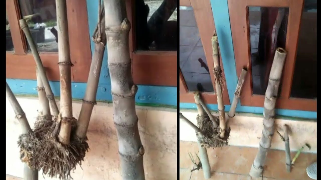 Bambu carang gantung+ buntet - YouTube