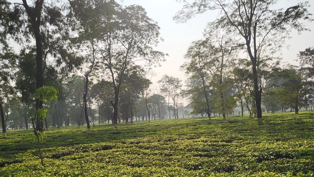 Assam tea gardens travelvlog #Darjeeling #nature #teagarden #Assam ...