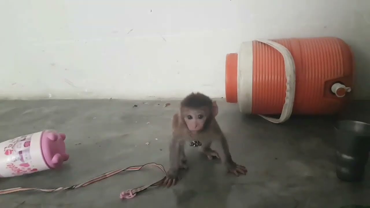 monkey raju aa gaya 🐒😍 - YouTube