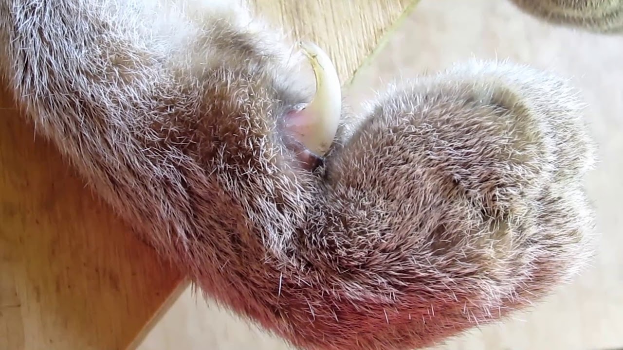 Max Canada Lynx Purr-n-Flex - YouTube