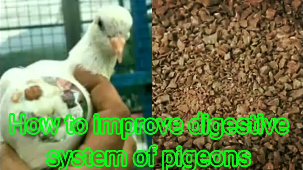 HOW TO IMPROVE DIGESTIVE SYSTEM OF PIGEONS - YouTube