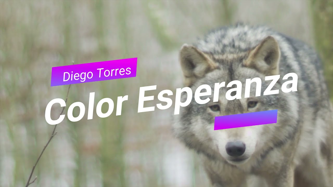 Color Esperanza - Diego Torres (Letra) - Alegra tu día - YouTube