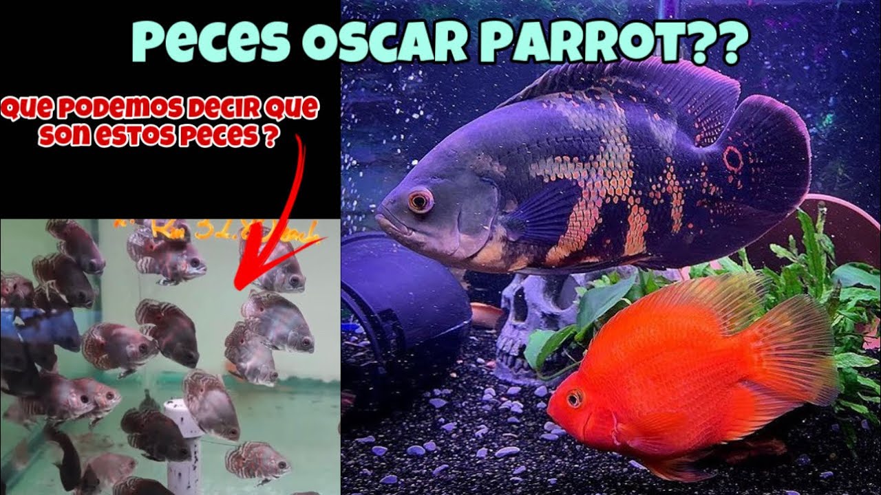 OSCAR PARROT? Es posible esto? Aparecen Nuevos Parrots?o no es lo que ...