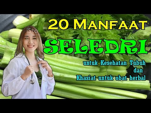 20 Manfaat Seledri untuk Kesehatan Tubuh dan Khasiat untuk obat herbal ...