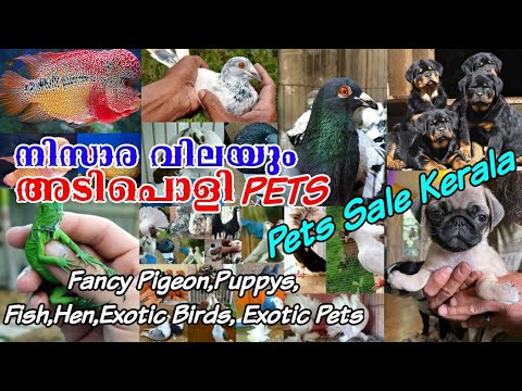 🤗Kerala Pets Sale Post😻Sale Kerala💝Pets farm kerala🔥kerala Pigeon Loft💛 ...
