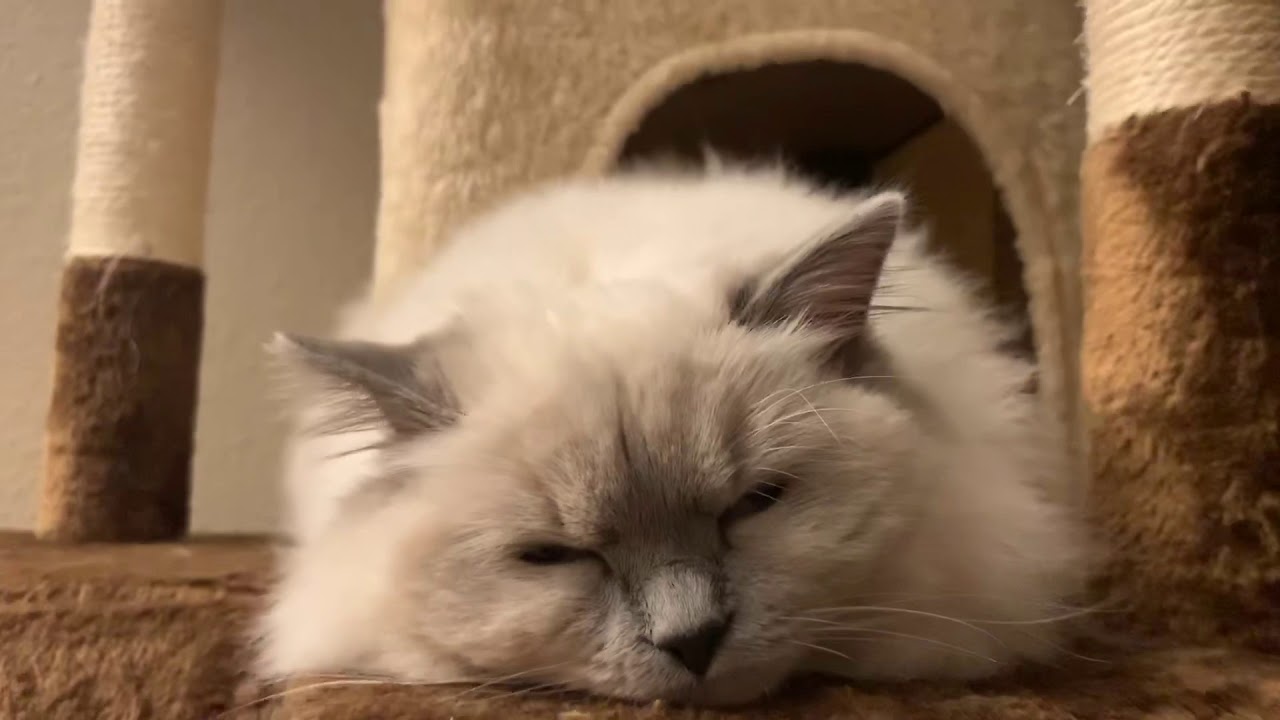 Groggy Ragdoll Kitten Tries to Sleep Through Siren - YouTube