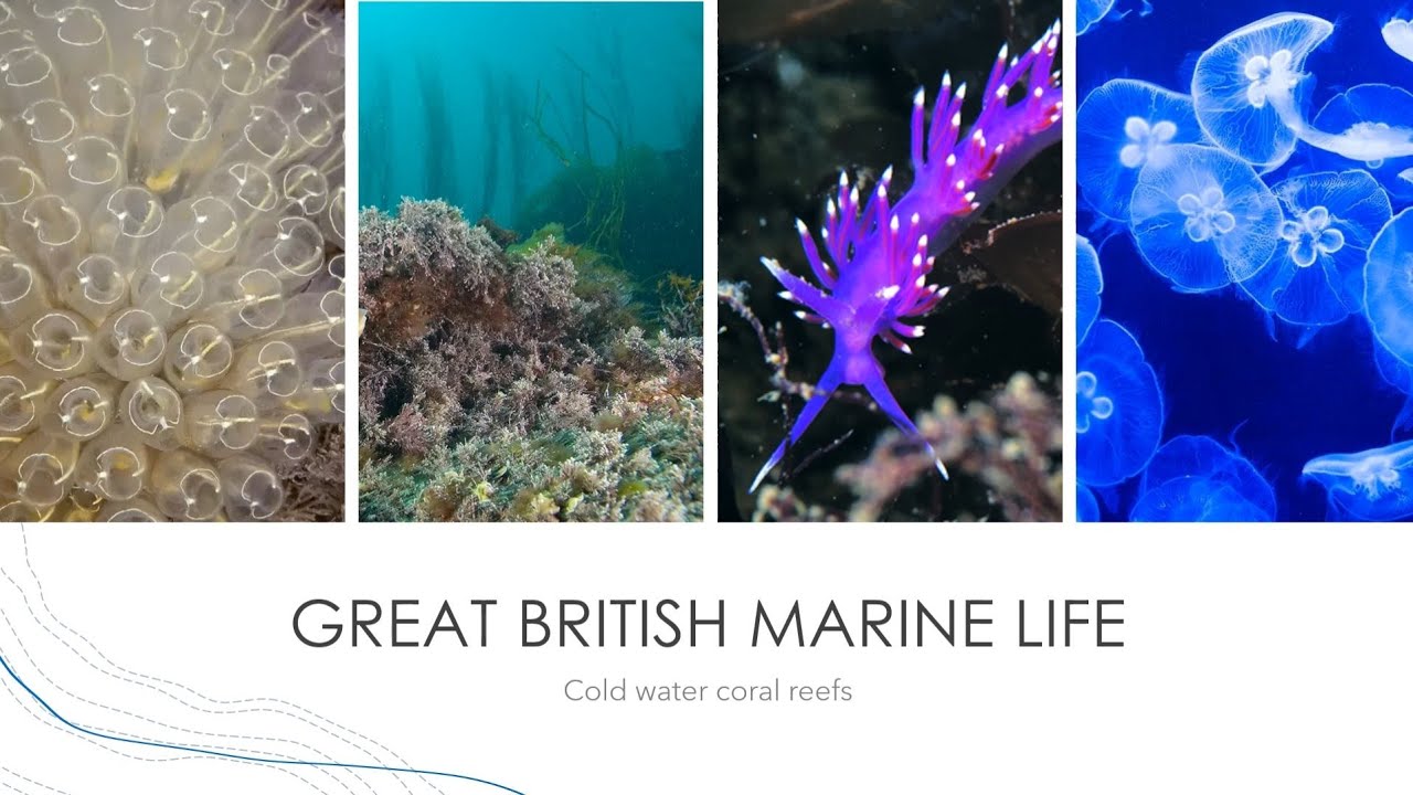 Great British marine life | Cold water corals - YouTube
