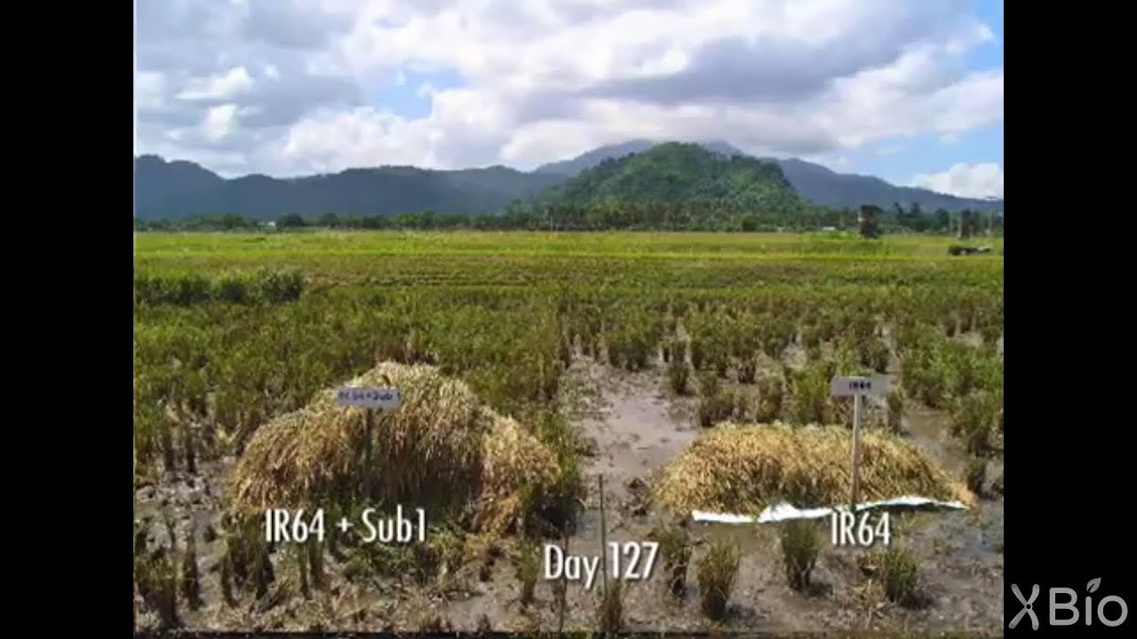 Testing Swarna-Sub1 rice in the field for resistance to flooding - YouTube