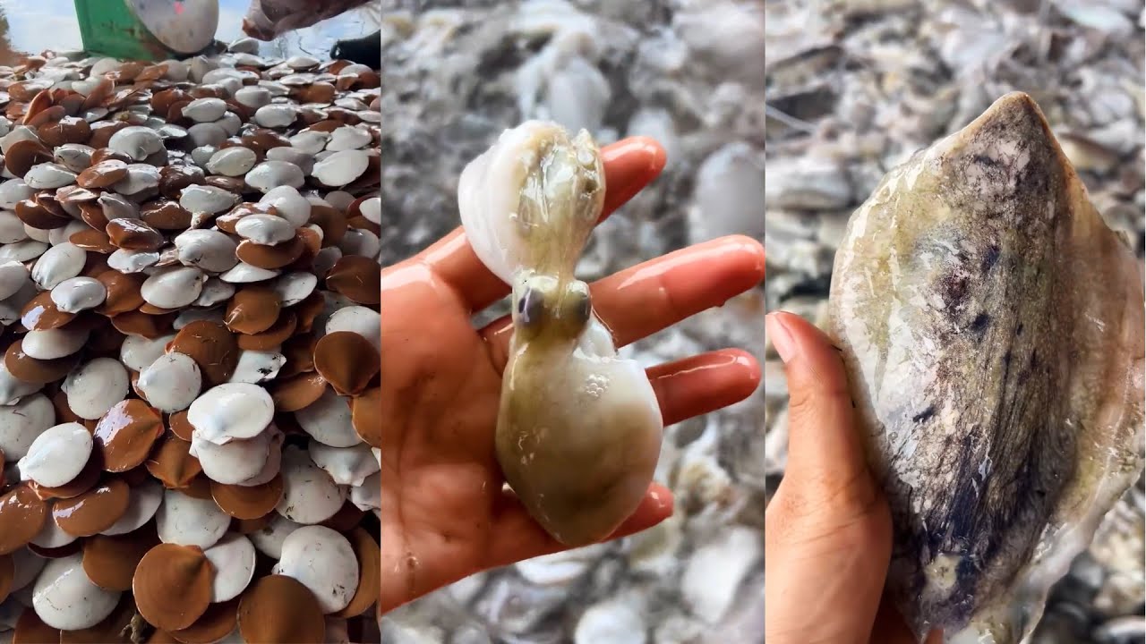 Snails, coconut squid and large snakes just caught - YouTube