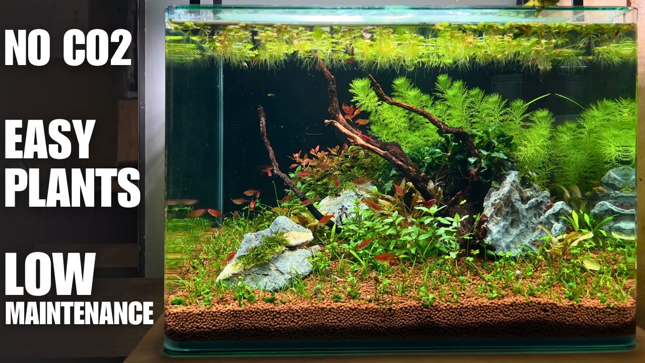 NO CO2 & LOW MAINTENANCE 10 GALLON AQUASCAPE FOR MY BARBER! - YouTube