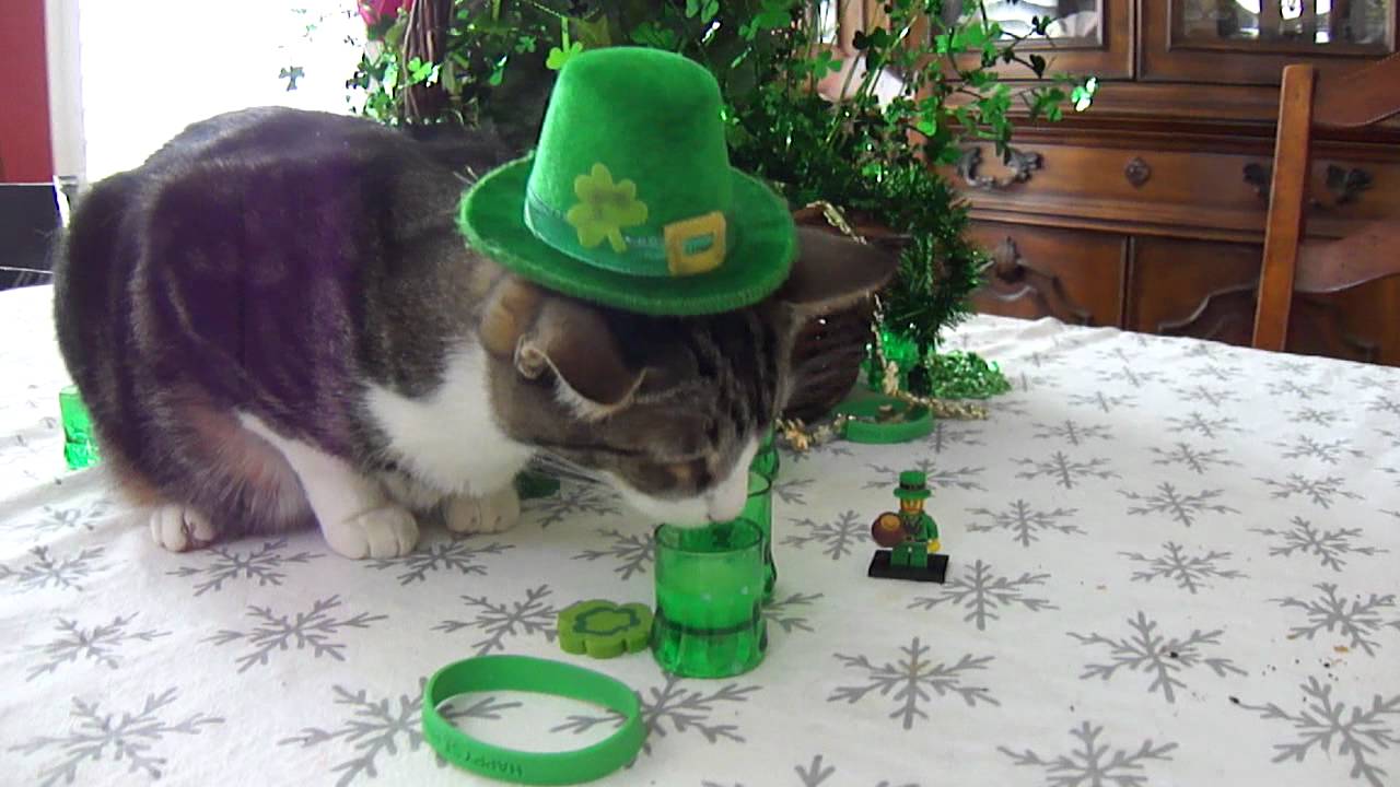 Cat Chugs Irish Car Bomb - YouTube