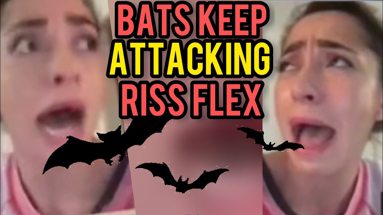 Bats Keep Attacking Riss Flex! Batman Arrives During Chrissie Mayr ...