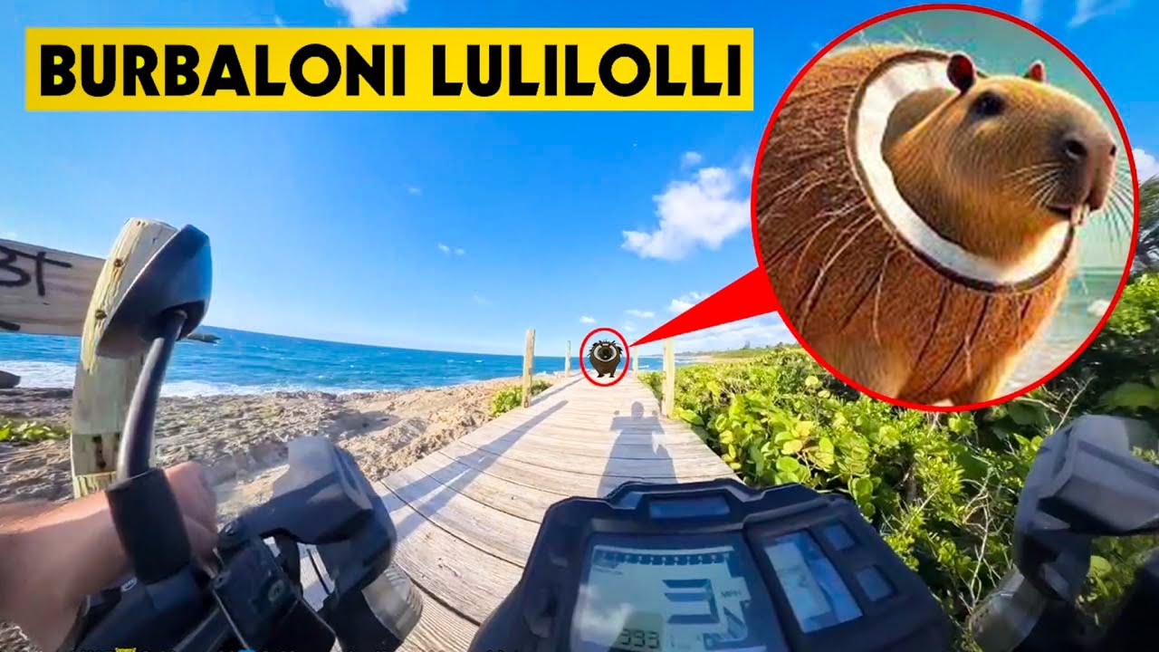 IF YOU SEE BURBALONI LULILOLI CAPIBARELLO COCOSINI WHILE DRIVING A ...