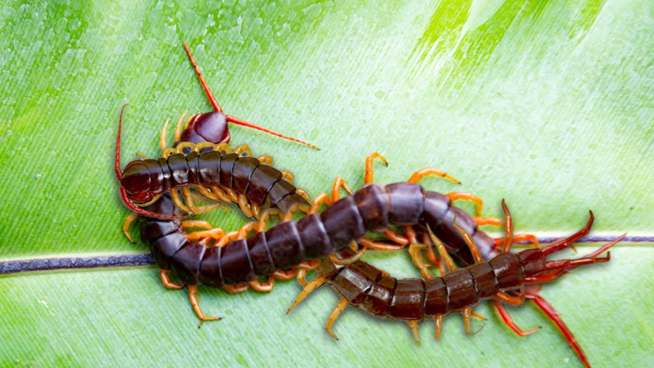 How Centipede Breeds And Gives Birth To Many Cute Babies - YouTube
