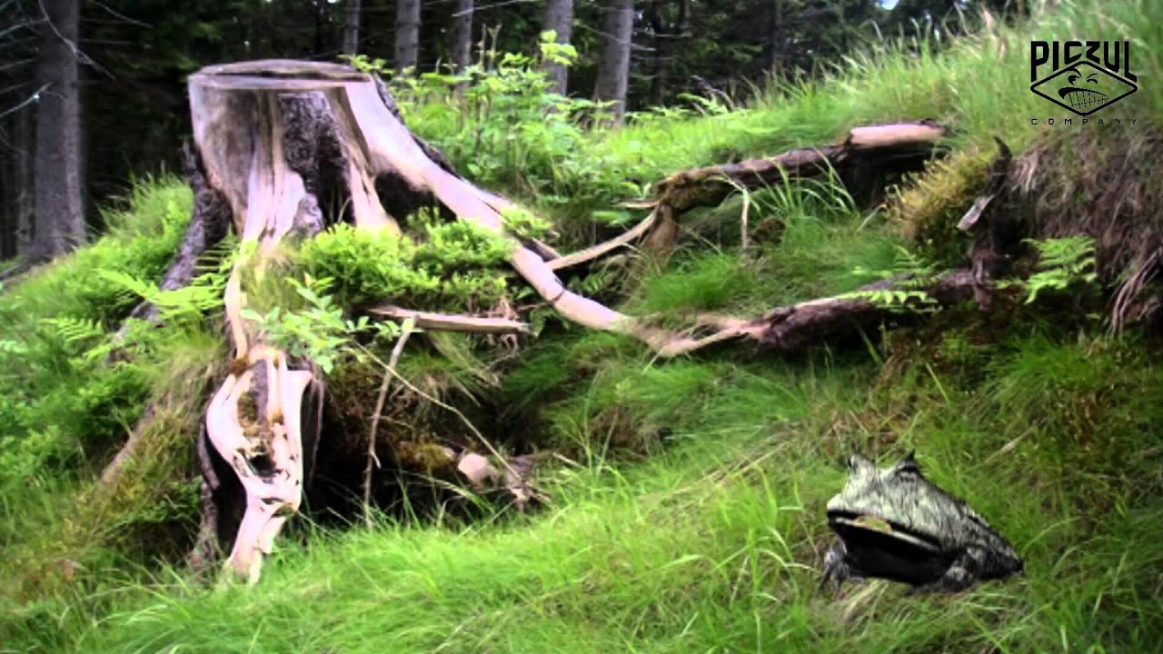 Masařka Obecná - YouTube