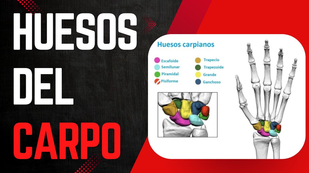 REPASO RAPIDO DE LOS HUESOS DEL CARPO (MUÑECA) - ANATOMIA - YouTube