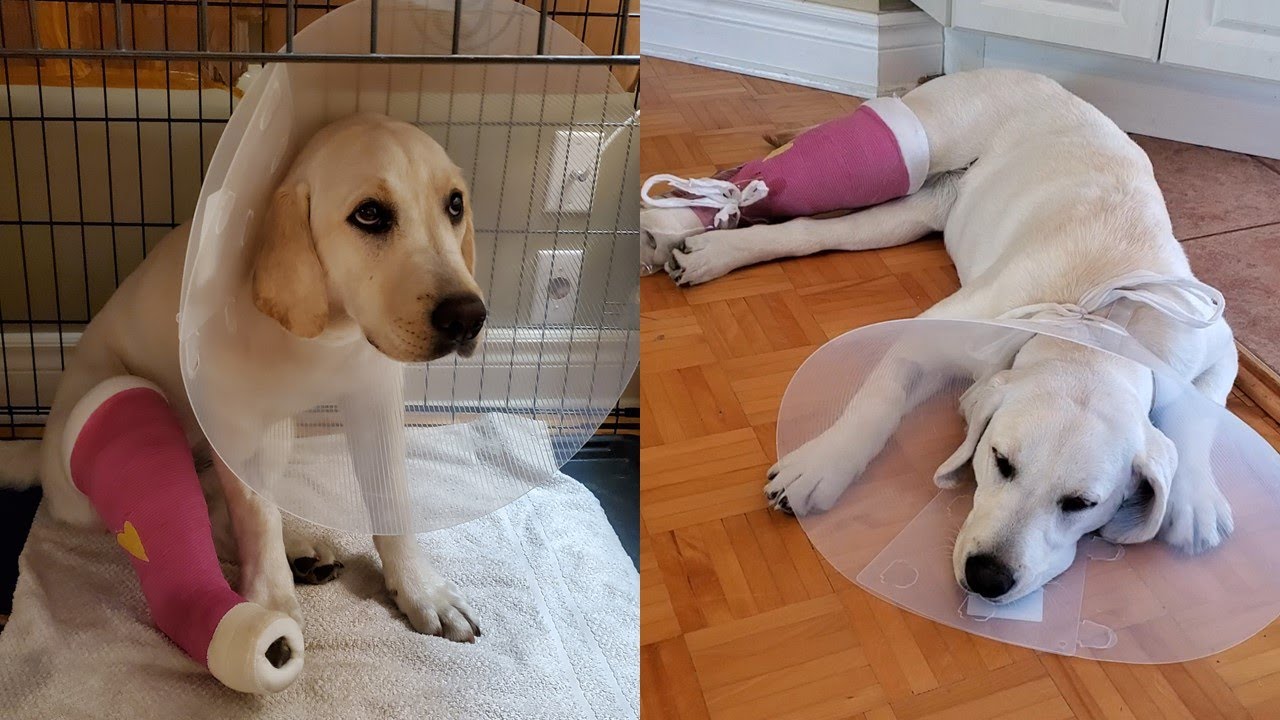 Labrador Retriever, Lichey can run again in 6 weeks after braking her ...