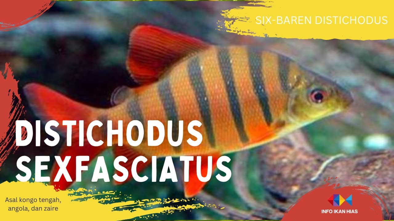 DISTICHODUS SEXFASCIATUS atau SIX-BAREN DISTICHODUS ikan hias Asal ...