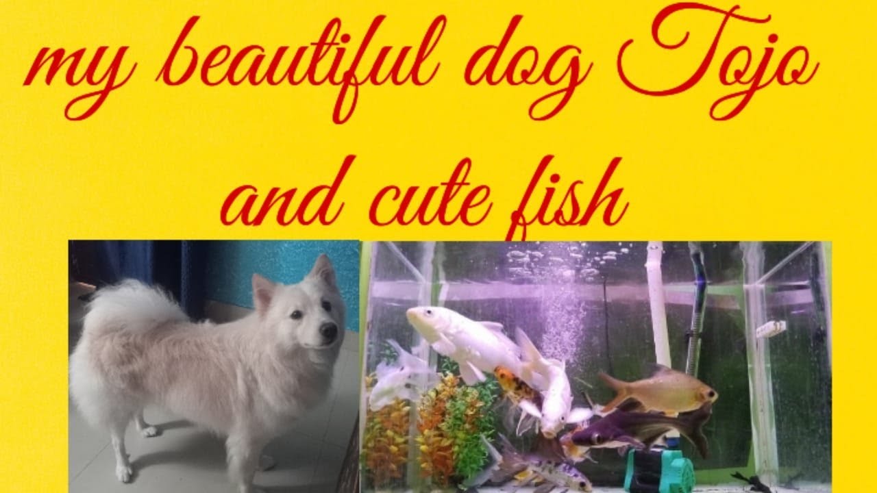 My Beautiful Dog Tojo🐕And my cute fish🦈🐟🐠🐳|| #video#youtubevideo#dog# ...
