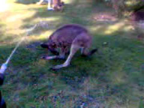 Successful Kangaroo Wound-Treatment - YouTube