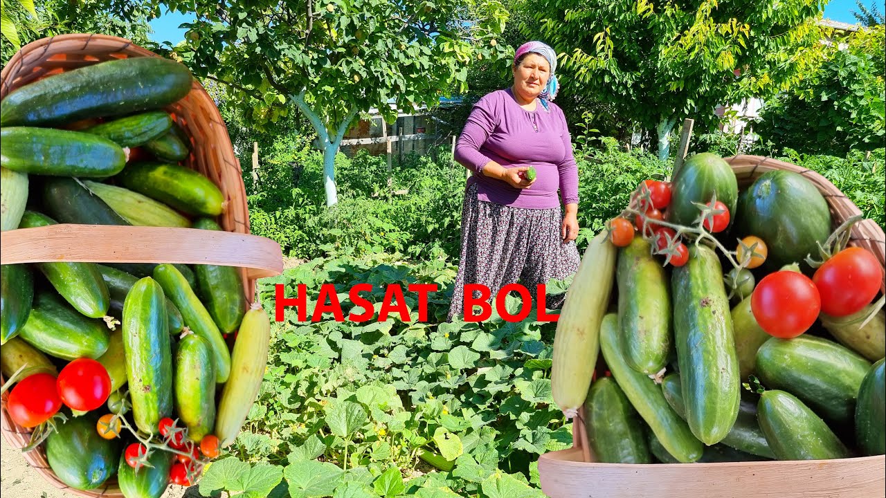 KÖY DÖNÜŞÜ BAHÇEDE HASAT ZAMANI İŞ ÇOK - YouTube