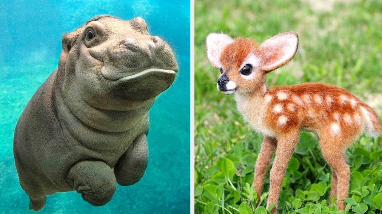 Sugar Pet 🥰 Compilation cute moment of the animals #15 - YouTube