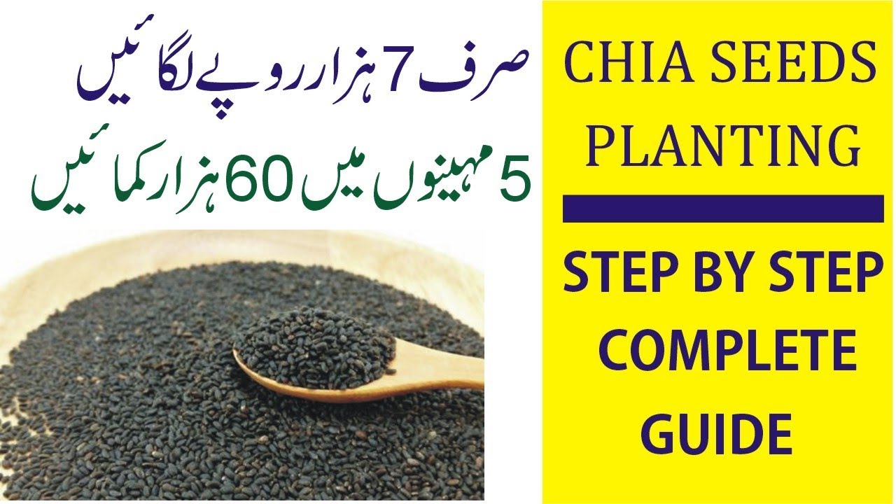 Chia Seeds Planting Business Small Business Ideas Urdu Hindi YouTube chia-seeds-planting-business-small-business-ideas-urdu-hindi-youtube