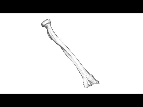drawing is for everyone. the radial bone. - YouTube