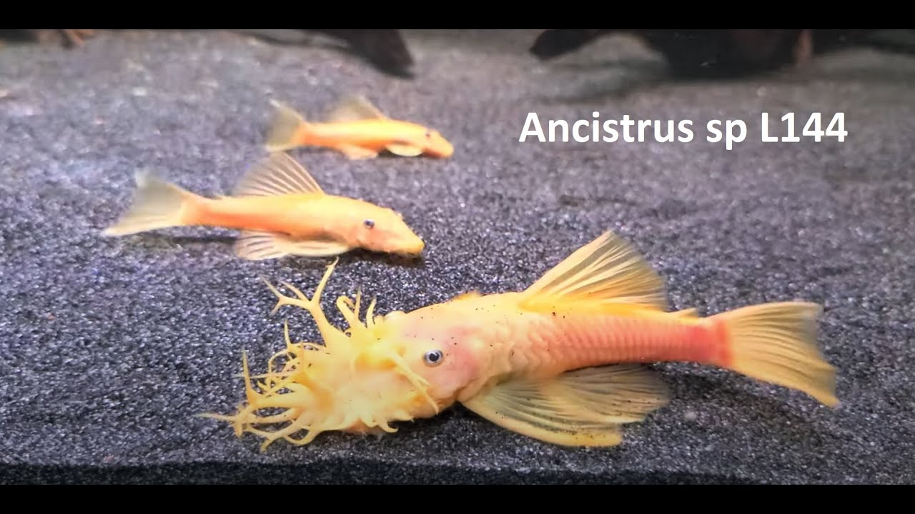 Ancistrus.sp.L144.02 - YouTube