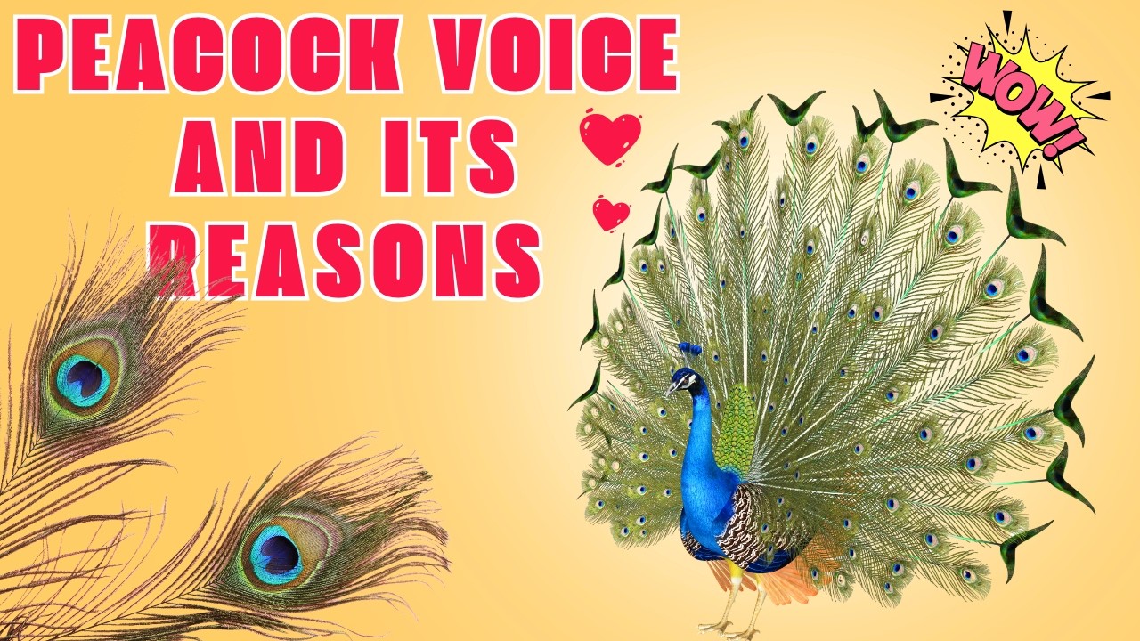 Peacock Behaviour Call Modulations and its Reasons | peacock noise ...
