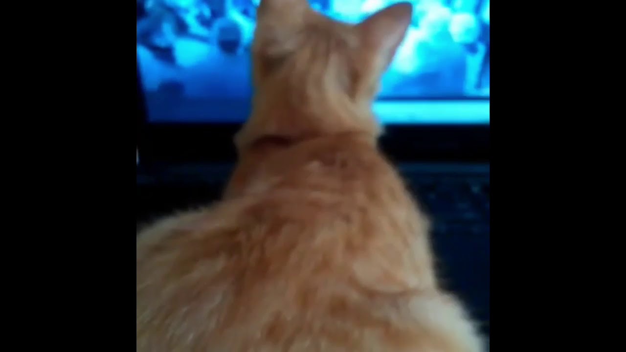 ginger cat watching movie - YouTube