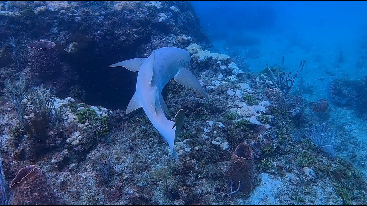 Hall of Fame Reef & Anglin's Pier - YouTube
