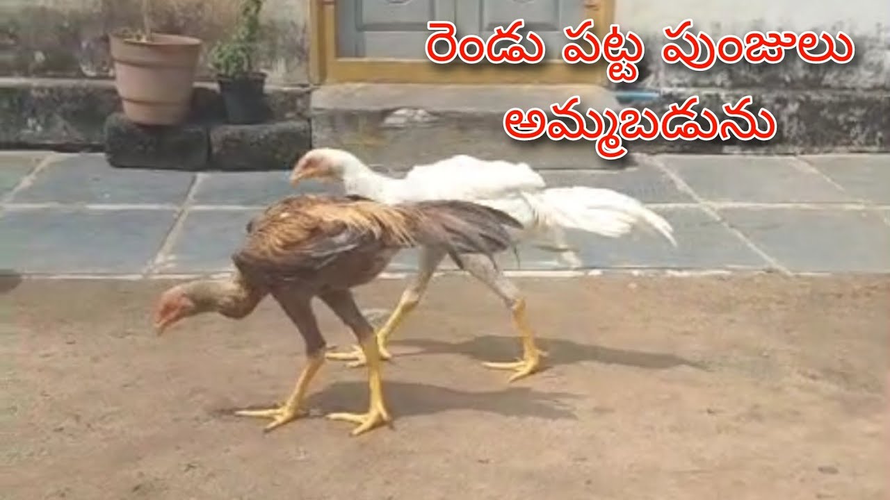 #KVR BREEDES#8125608447#peru cross chicks#chicks#patta punju#birds# ...