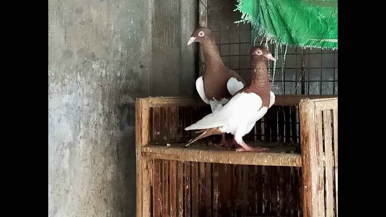 SALE !! MAGPIE PIGEONS FOR SALE |😍| PART 13|🤩| LUCKNOW PIGEONS|😎| FANCY ...