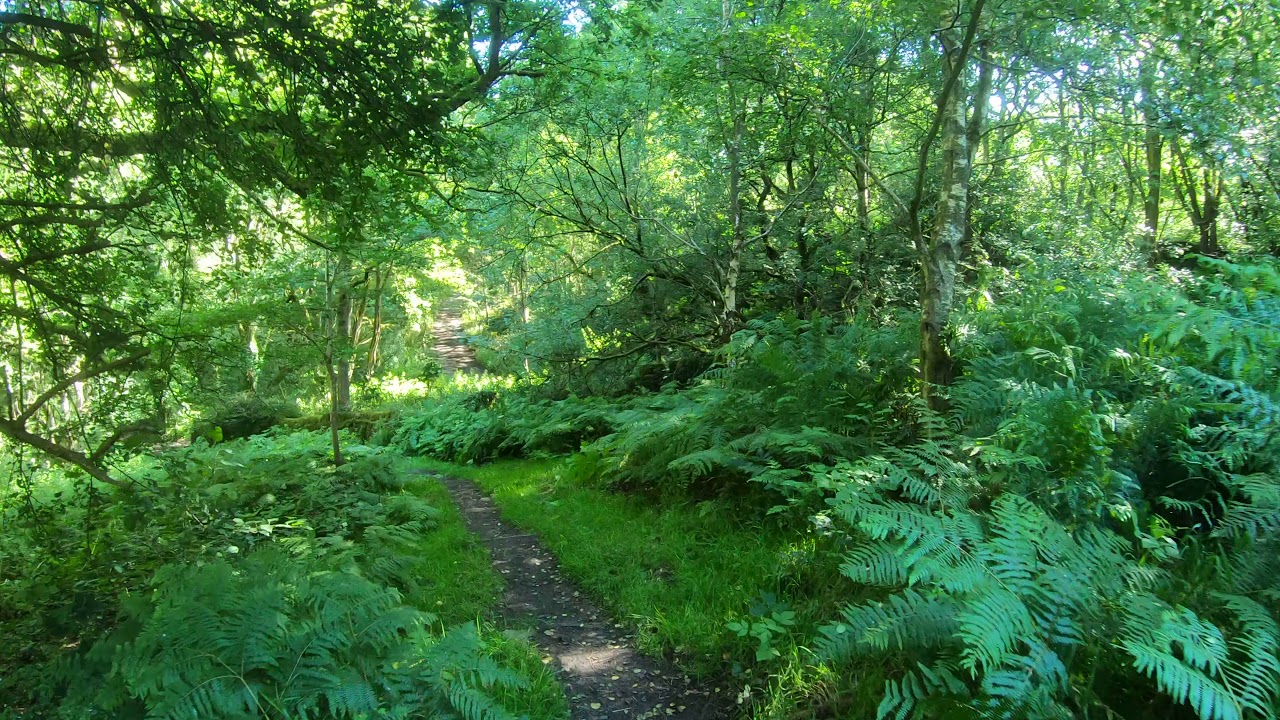 Dean Wood Netherton 4K (walk) 19 July 20 (1) - YouTube