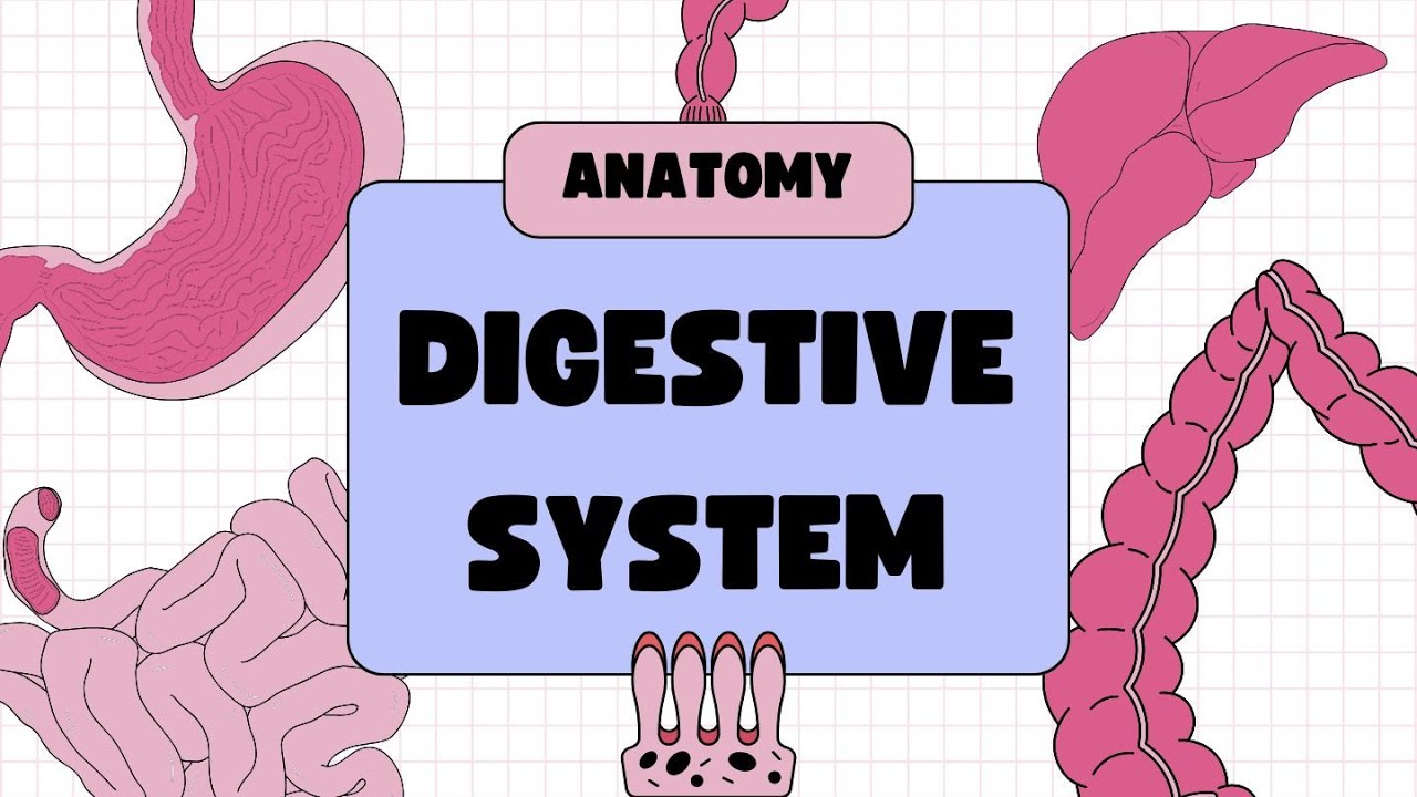 Inside the Digestive System: How Your Body Breaks Down Food! - YouTube