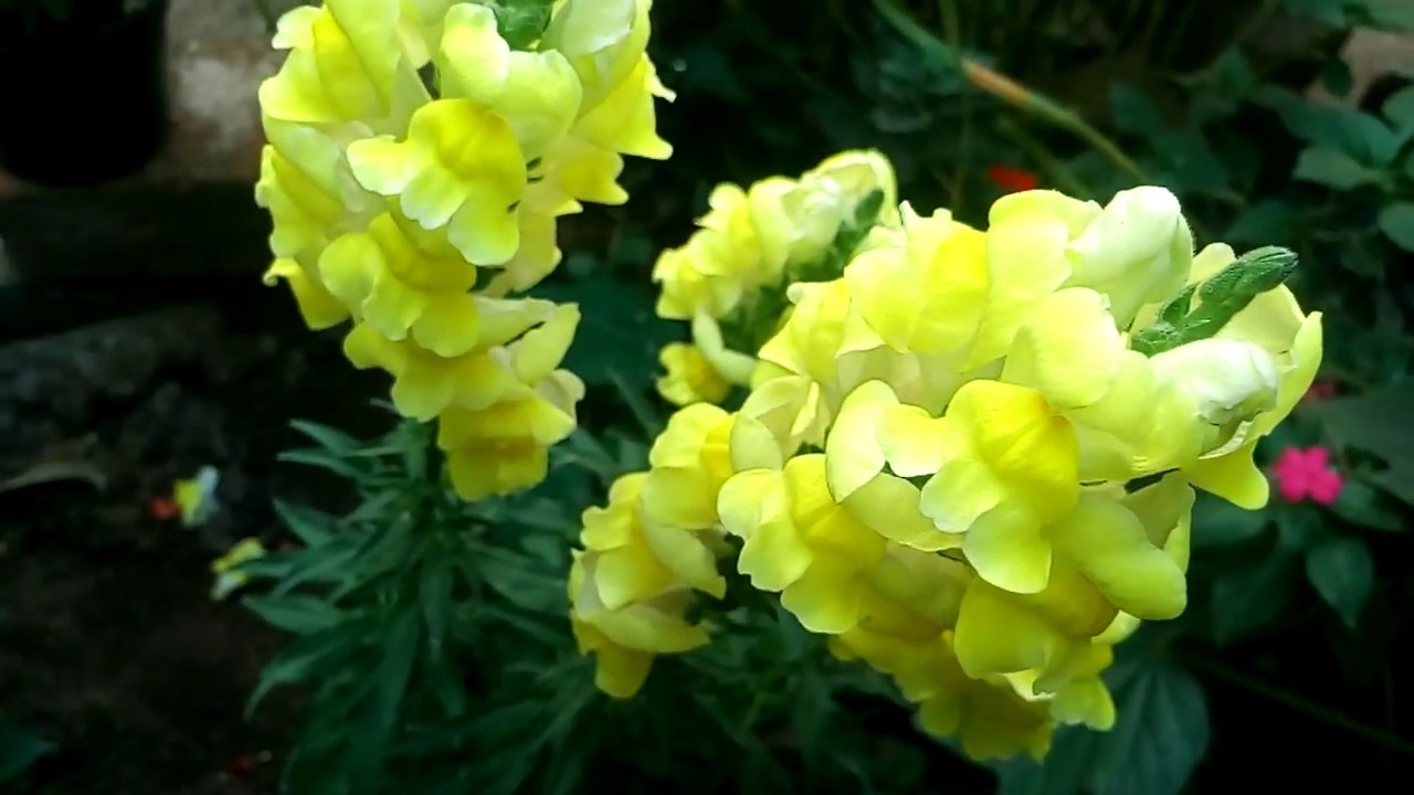 flores hermosas de perritos - YouTube