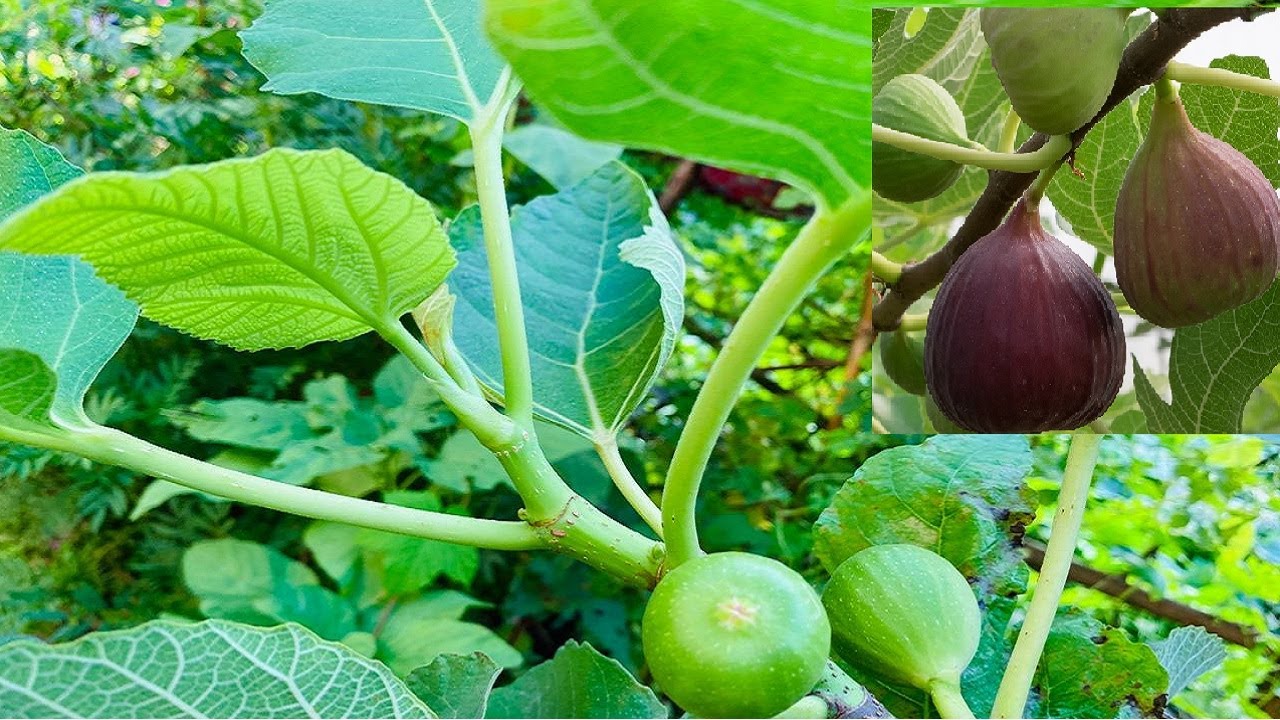 Anjir Plant (Fig or Ficus Carica) Tree Plant in Garden in Monsoon ...