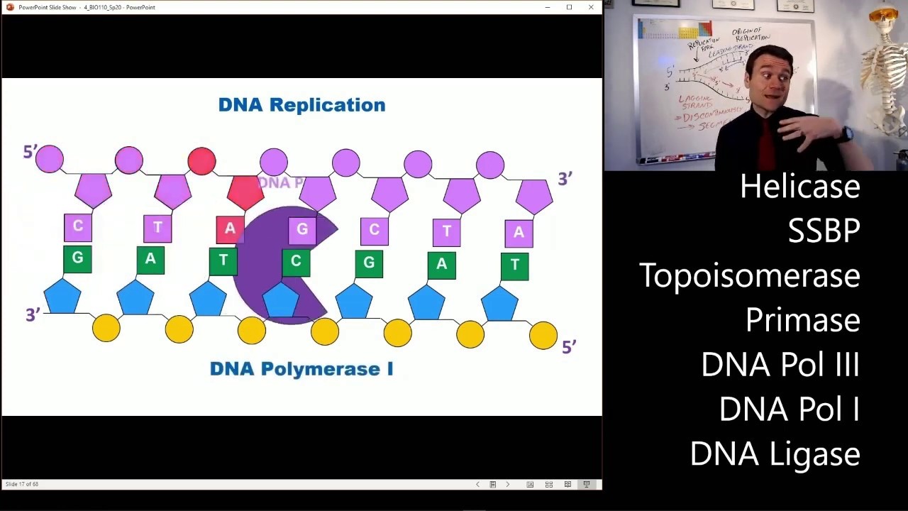 DNA 6 (Replication in depth) - YouTube