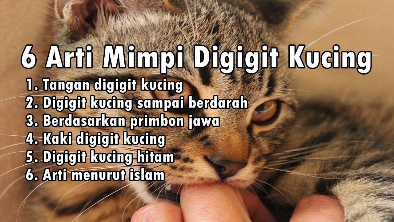 Arti Mimpi Digigit Kucing - YouTube