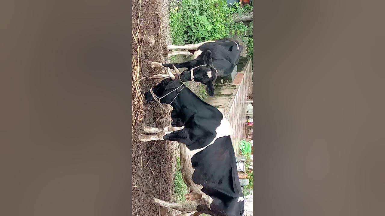 Parth Kale Shorts Youtube