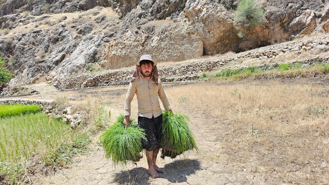 "The nomadic life of the family, Karun rice farming and trying to ...