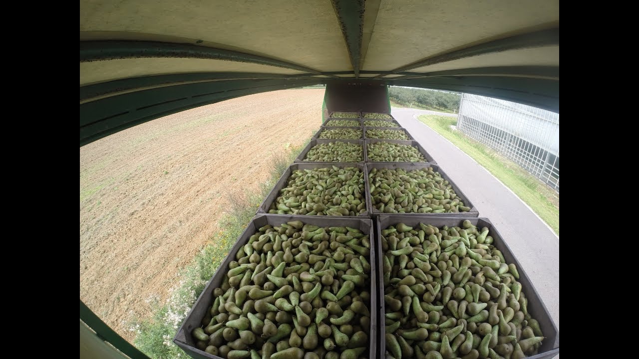 Dutch Conference Pear harvest 2017 - YouTube
