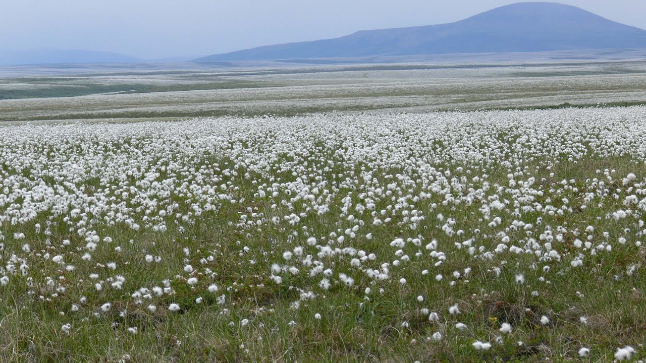 Tundra Tussocks in Alaska's National Parks (audio described) - YouTube