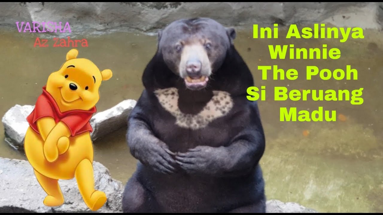 Ini Aslinya Winnie The Pooh| Melihat Beruang Madu Dari Dekat| Varisha ...