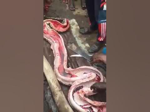 Man kills Python with a broomstick in Ondo - YouTube