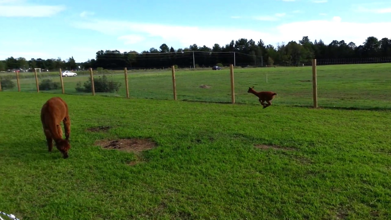 Racing Baby Alpaca - YouTube