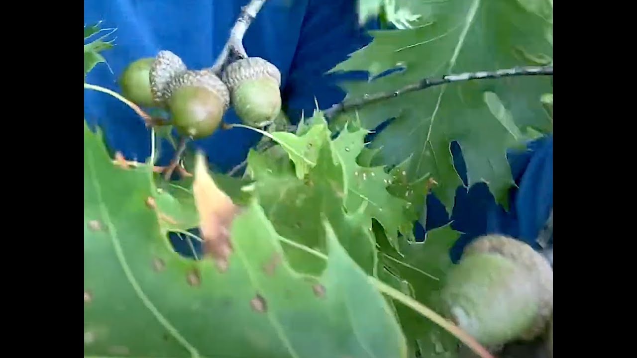 How Many Acorns? Take the Counting Challenge! - YouTube