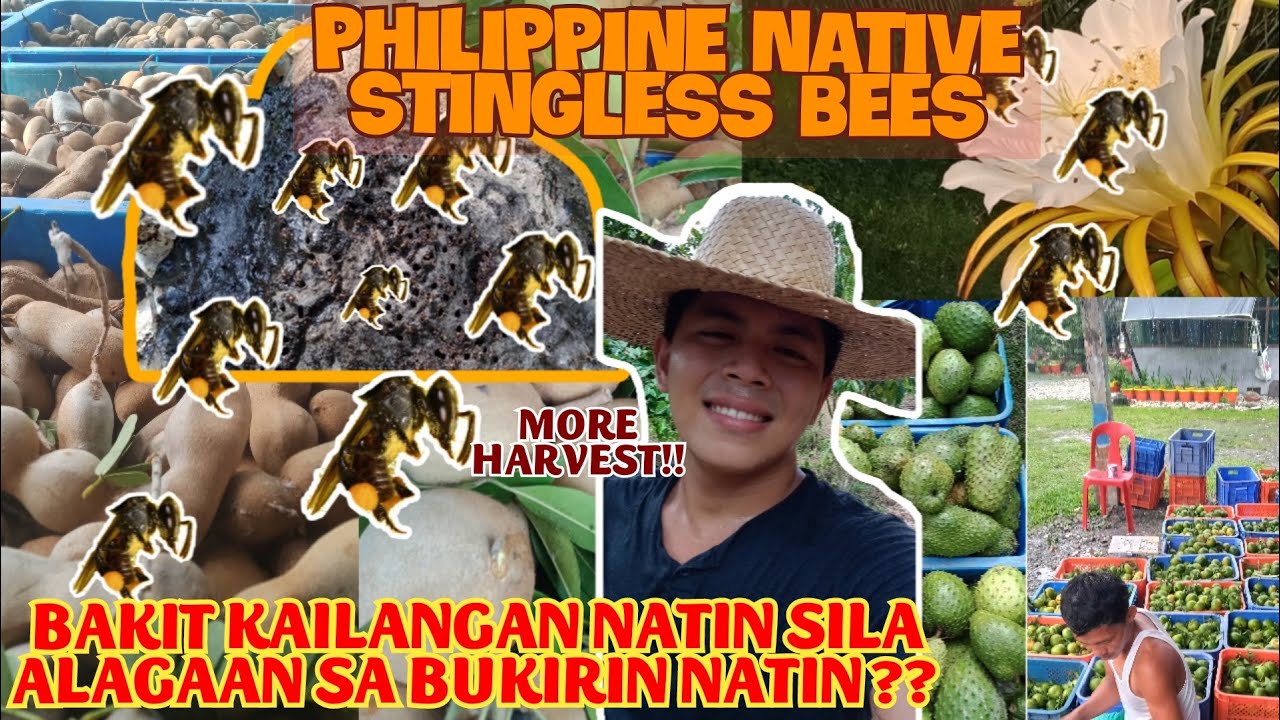 Beekeeping and Farming : Bakit kailangan mo alagaan ang philippine ...