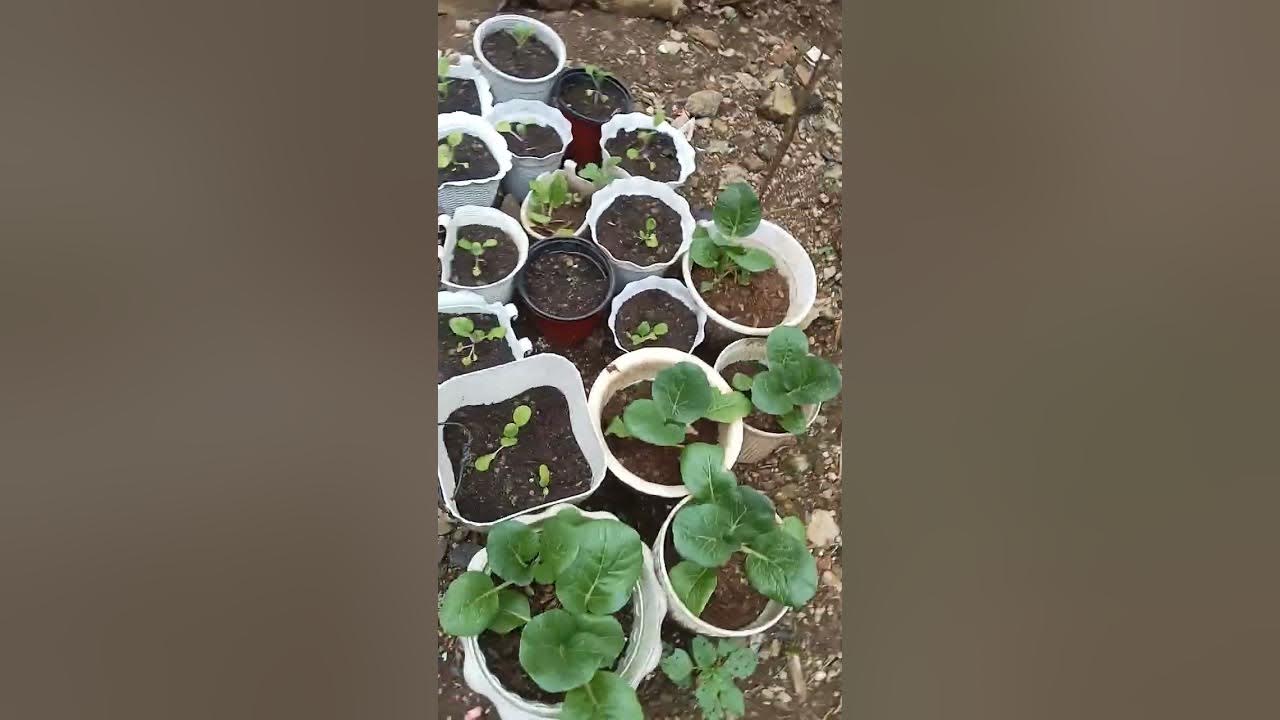 magtanim tayo ng gulay - YouTube